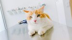 Amici Più - Dr. ssa Barbara Barneschi - Ambulatorio Veterinario (Via Ristoro d'Arezzo No:120, Arezzo), veteriner klinikleri  Arezzo'dan