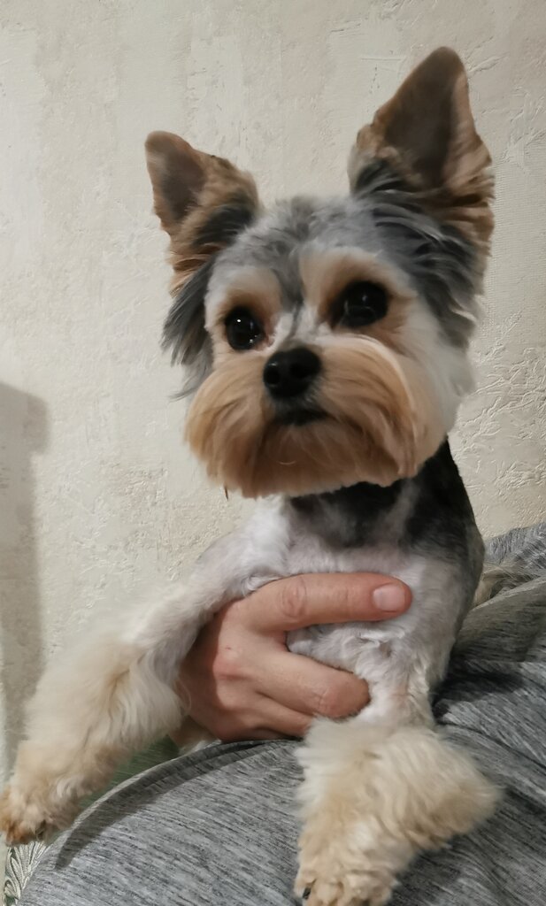 Evcil hayvan kuaförleri Zoosalon, zooparikmaherskaya, Dolgoprudny, foto