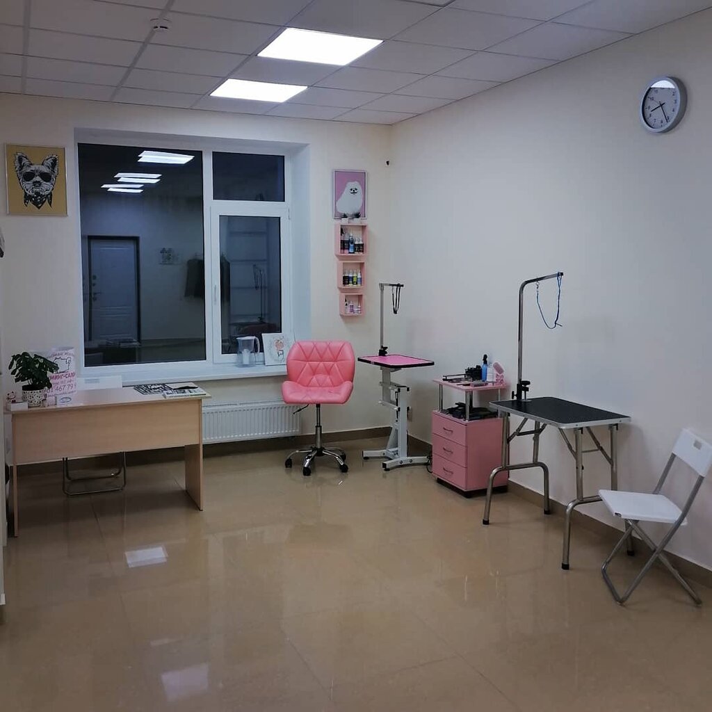 Evcil hayvan kuaförleri Modnyashki. Groom, Stavropol, foto