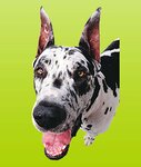 Zoomir (улица 40 лет Октября No:5), petshop  Sevastopol'dan