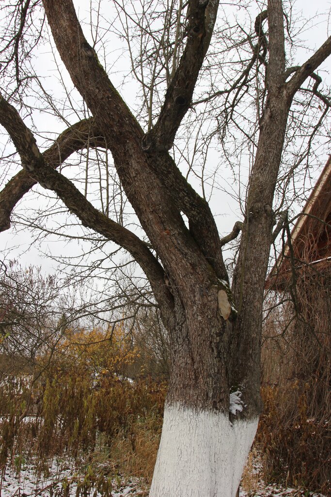 Doğa Яблоня, Moskova ve Moskovskaya oblastı, foto