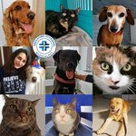 Ambulatorio Veterinario Medicalpet - Dr. Sse Valeria Riolo e Sara Franceschini (Via San Polo No:184, Gussago), veteriner klinikleri  Brescia'dan