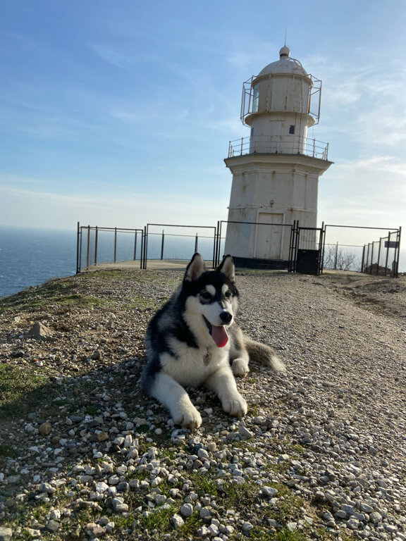 Evcil hayvan yetiştiricileri Питомник сибирских хаски Хасквишер, Himki, foto