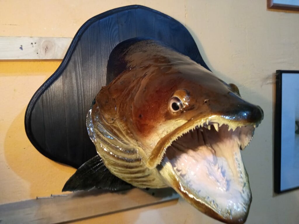 Hayvan postu doldurma Чучело Щуки, Moskova, foto