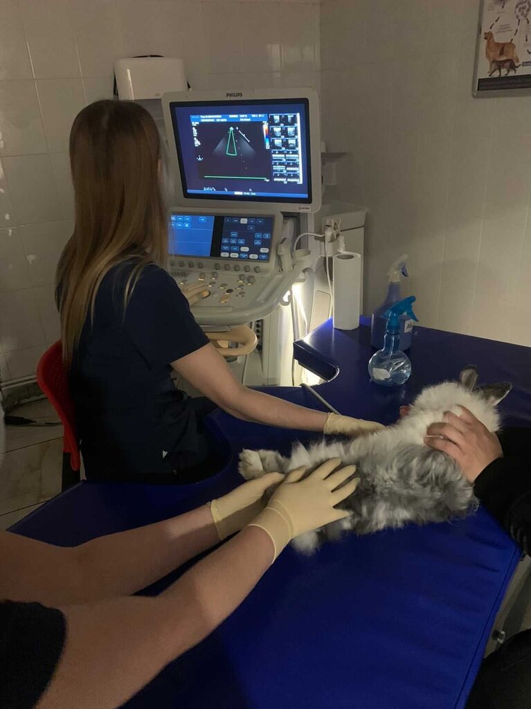 Veteriner klinikleri Dr. Bazylevsky Veterinary Center, Vawkavysk, foto