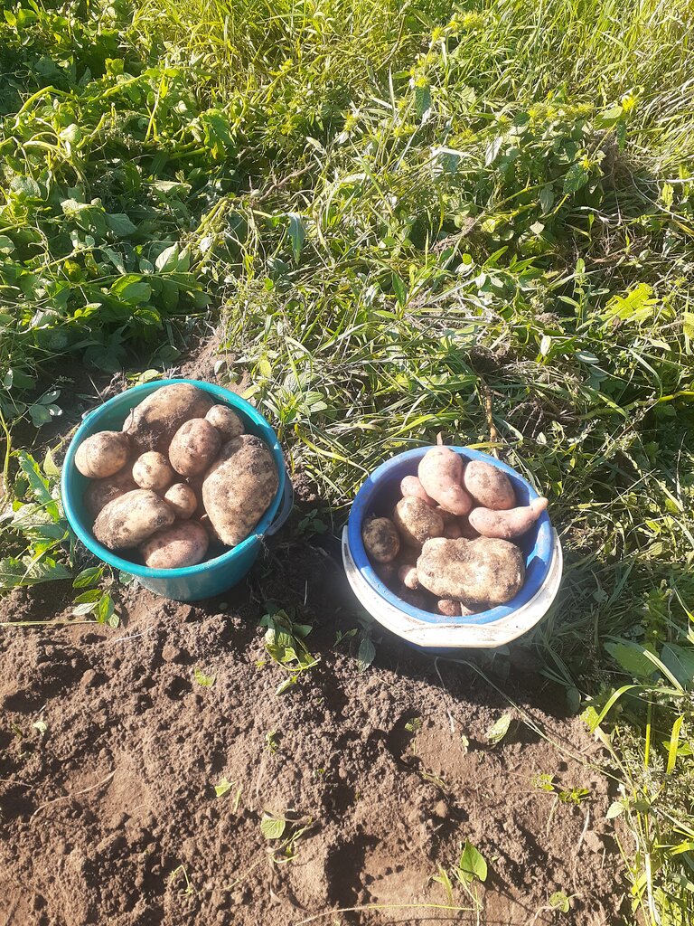 Hayvancılık Knyazhpogostsky Spk, Emva, foto