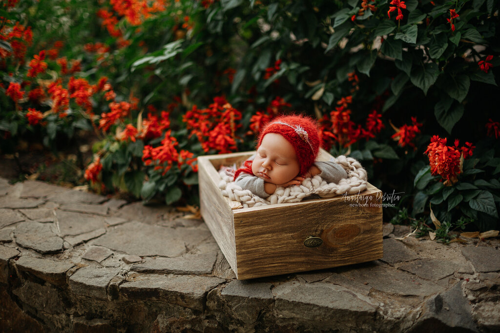 Profesyonel fotoğraf stüdyosu Anastasya Dobritsa Newborn studio, Rostov‑na‑Donu, foto