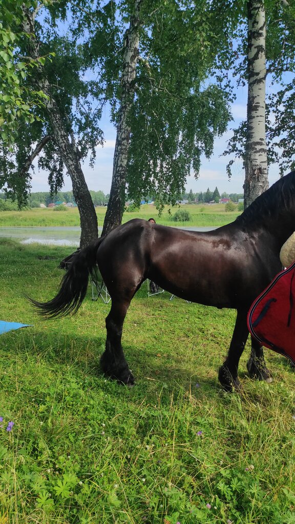 At ve binicilik kulüpleri Конное подворье Егоровых, Novosibirskaya oblastı, foto