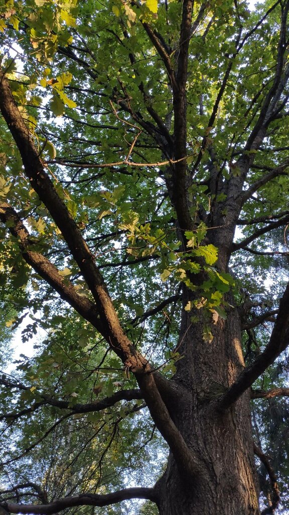 Kültür ve eğlence parkları Дендропарк, Yaroslavskaya oblastı, foto