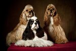 La Vigie Dog Saloon (Grand Rue No:60, Montreux), evcil hayvan kuaförleri  Montrö'den