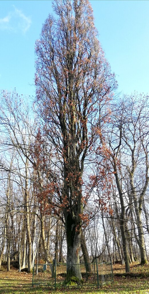 Doğa Дуб Высоковский, Visokoye, foto