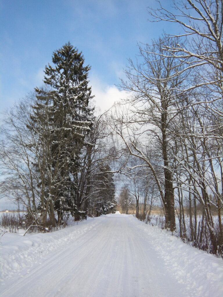 Doğa Въездная аллея усадьбы Власова, Saint‑Petersburg ve Leningradskaya oblastı, foto