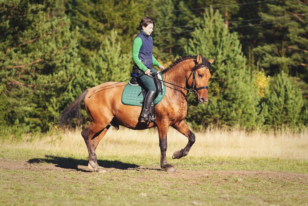 At ve binicilik kulüpleri Каменная гора, Revda, foto