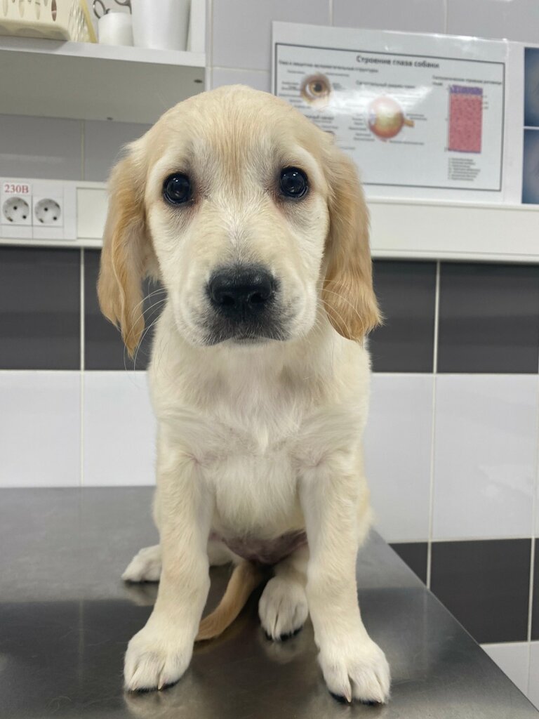 Veteriner klinikleri Dr. Bazylevsky Veterinary Center, Vawkavysk, foto
