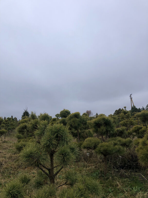 Fidan yetiştiriciliği Горзел, Tulskaya oblastı, foto