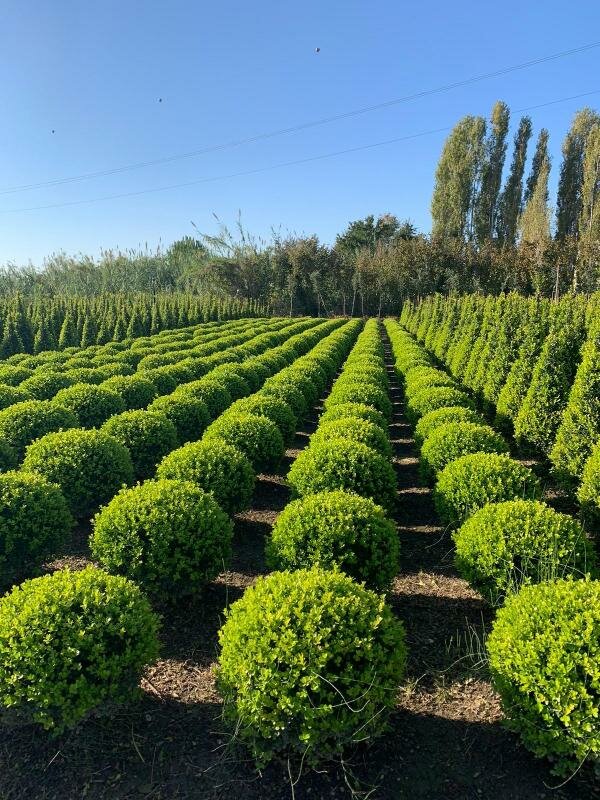 Çiçek teslimatı Vivaio Masullo Piante, Campania, foto