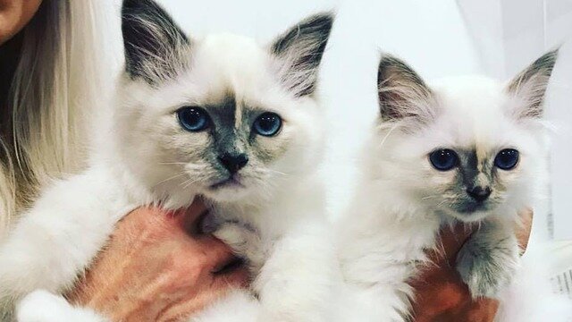 Veteriner klinikleri Järfälla Animal Clinic, Stockholm Vilayeti, foto