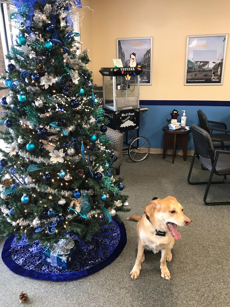 Sigorta şirketleri Melody Harnack: Allstate Insurance, Kuzey Canton, foto