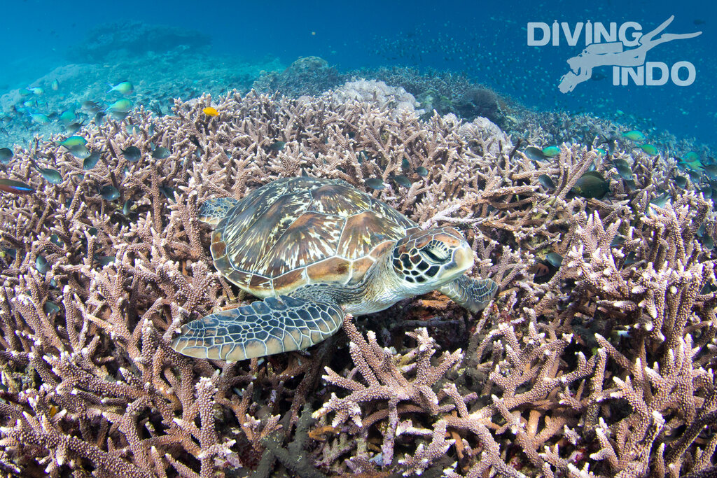 Dalış kulüpleri ve eğitim merkezleri Diving Indo, Denpasar, foto