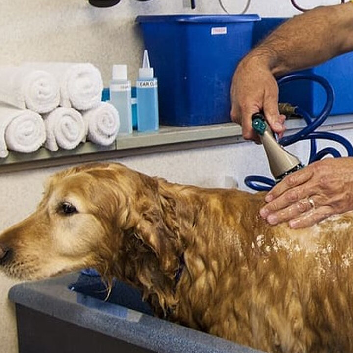 Evcil hayvan kuaförleri Dog&cat Peluqueria Canina, , foto