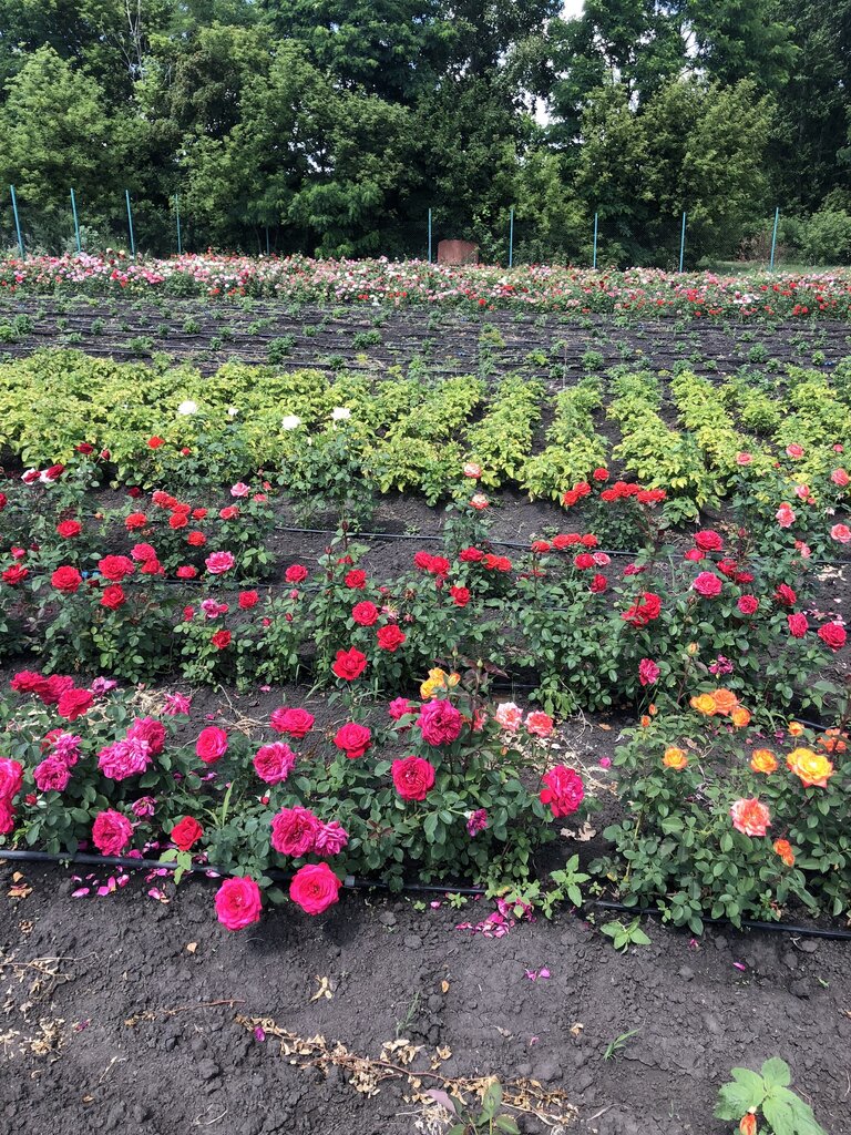 Sera ve bahçe ürünleri Plant nursery, Stroitel, foto