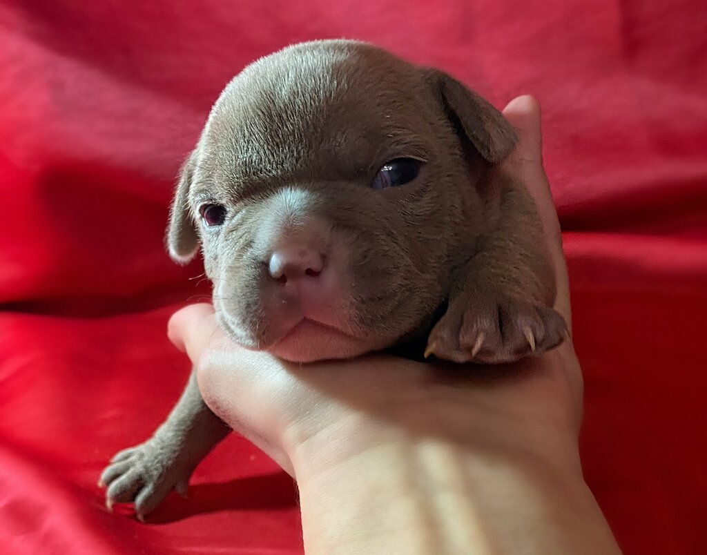 Evcil hayvan yetiştiricileri Lovely Bully, Gelencik, foto