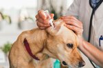 Clinique Vétérinaire Animaux de Compagnie - Docteur Vinaimont (Rue Georges Moreau No:38, Brussels), veteriner klinikleri  Dünya'dan