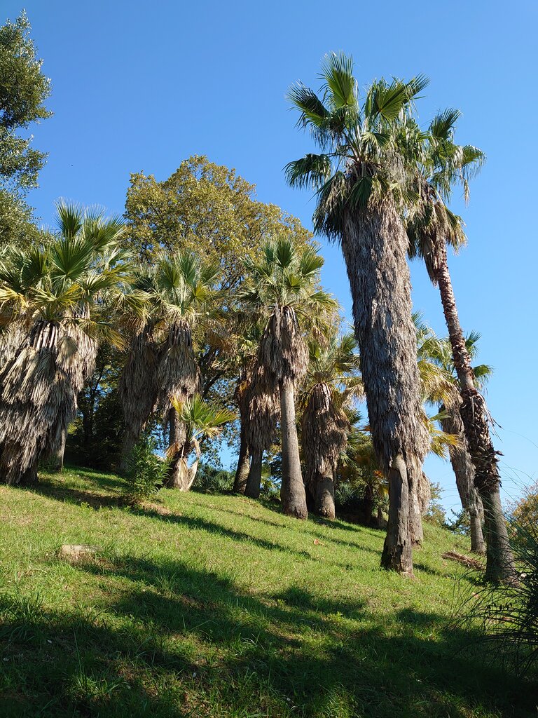 Orman Eucalyptus Grove, Soçi, foto