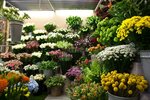 Fiori Flor Up (Via Trossi No:12, Biella), çiçek teslimatı  Biella'dan