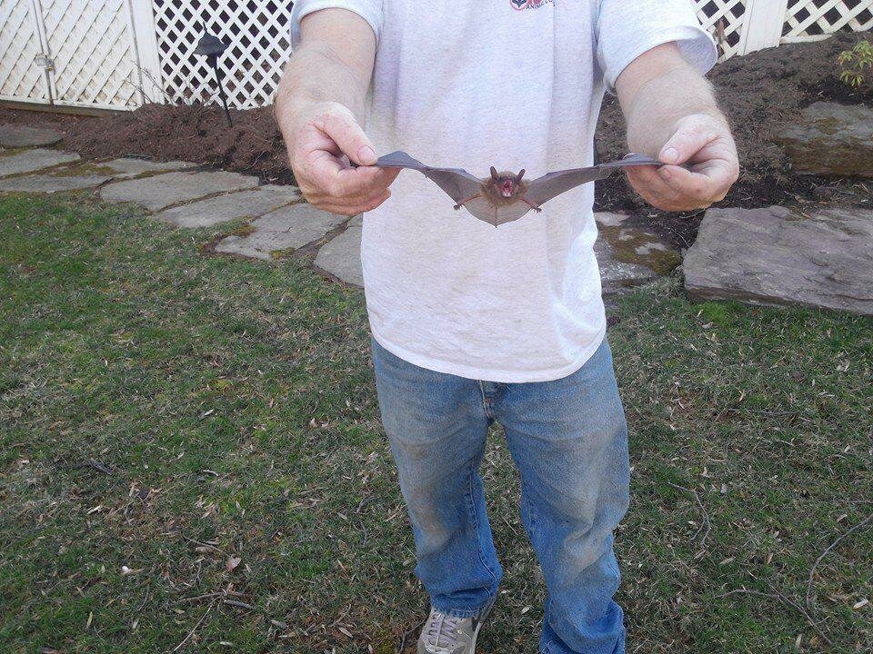 Haşere ilaçlama firmaları Bedr Wildlife Removal, Virginia, foto