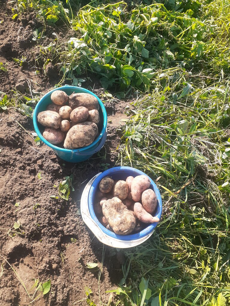 Hayvancılık Knyazhpogostsky Spk, Emva, foto