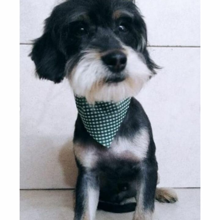 Evcil hayvan kuaförleri Pet Shopping Roma, , foto