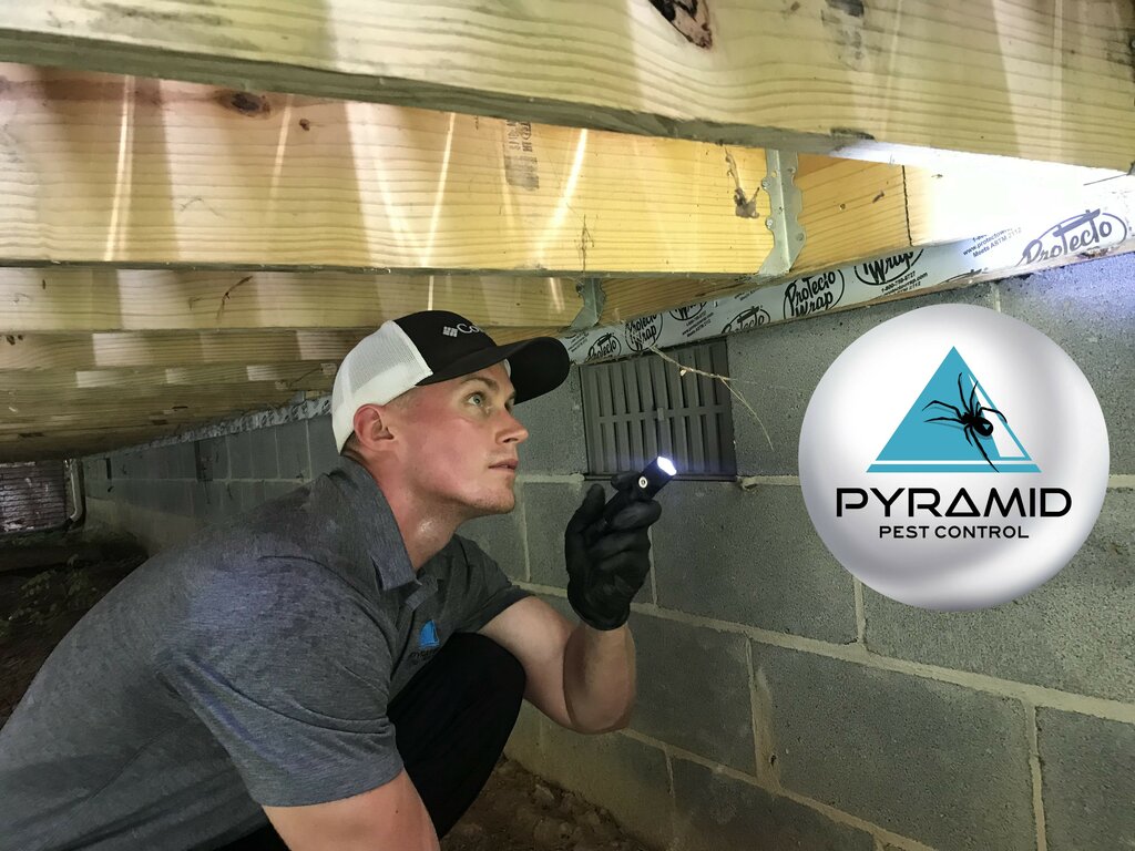 Haşere ilaçlama firmaları Pyramid Pest Control, Tennessee Eyaleti, foto