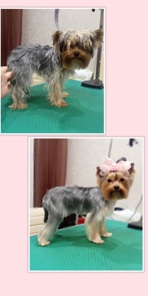 Evcil hayvan kuaförleri Groomer Marina Akulichewa, Nijni Novgorod, foto