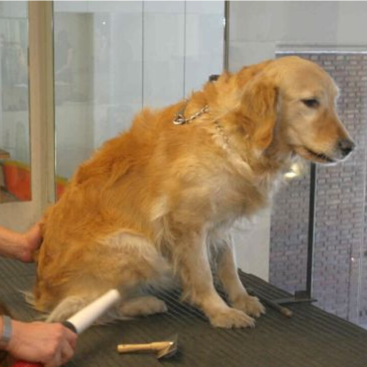 Evcil hayvan kuaförleri Dog&cat Peluqueria Canina, , foto