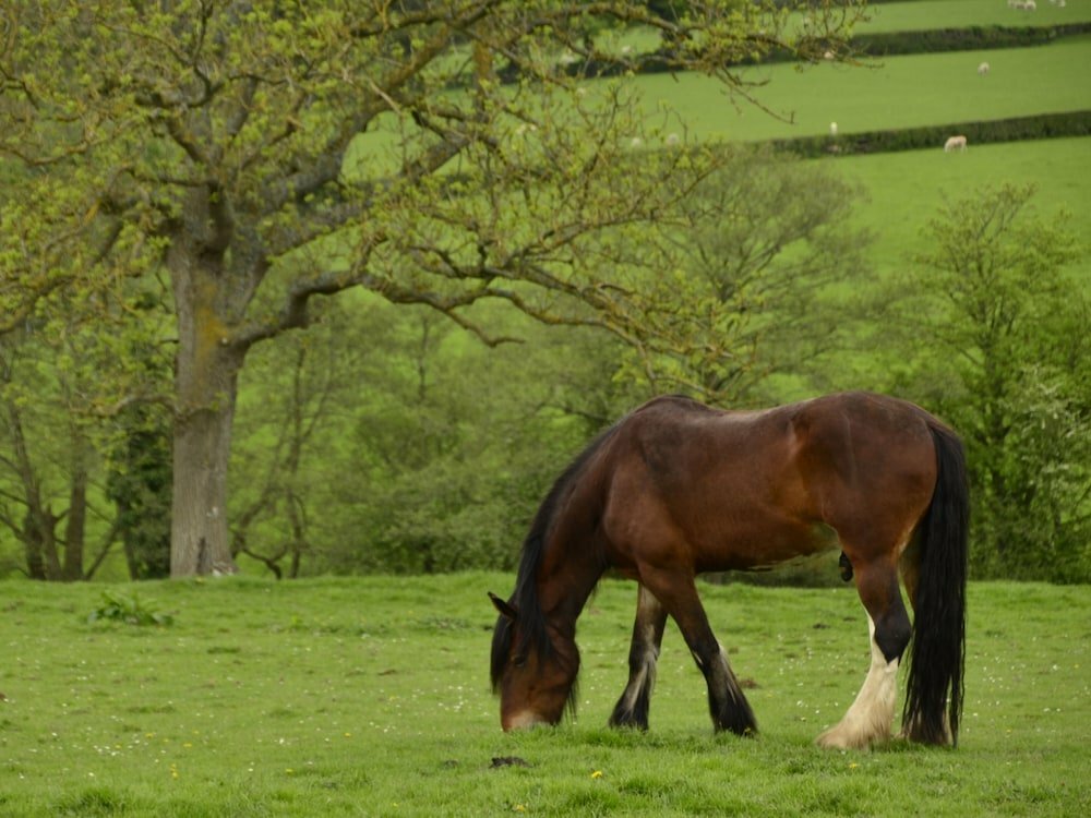 Otel The Shire Hut, Galler, foto