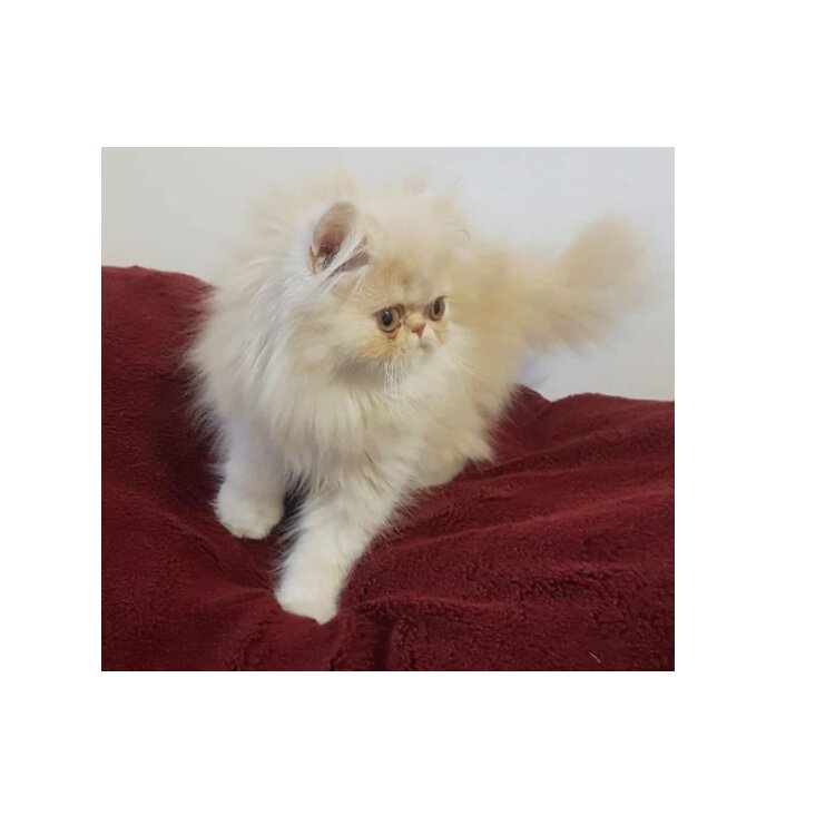 Evcil hayvan yetiştiricileri Criadero San Martín, , foto