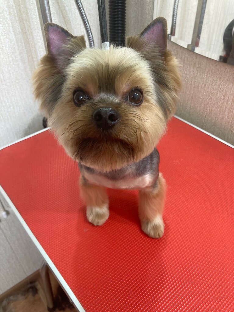 Evcil hayvan kuaförleri Grooming Studio Alexander Gerasimov, Gomel, foto