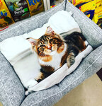 Lyubimchik (Sergeyevskaya ulitsa No:26, Krasnoflotskiy District, posyolok Beryozovka), petshop  Habarovsk'tan