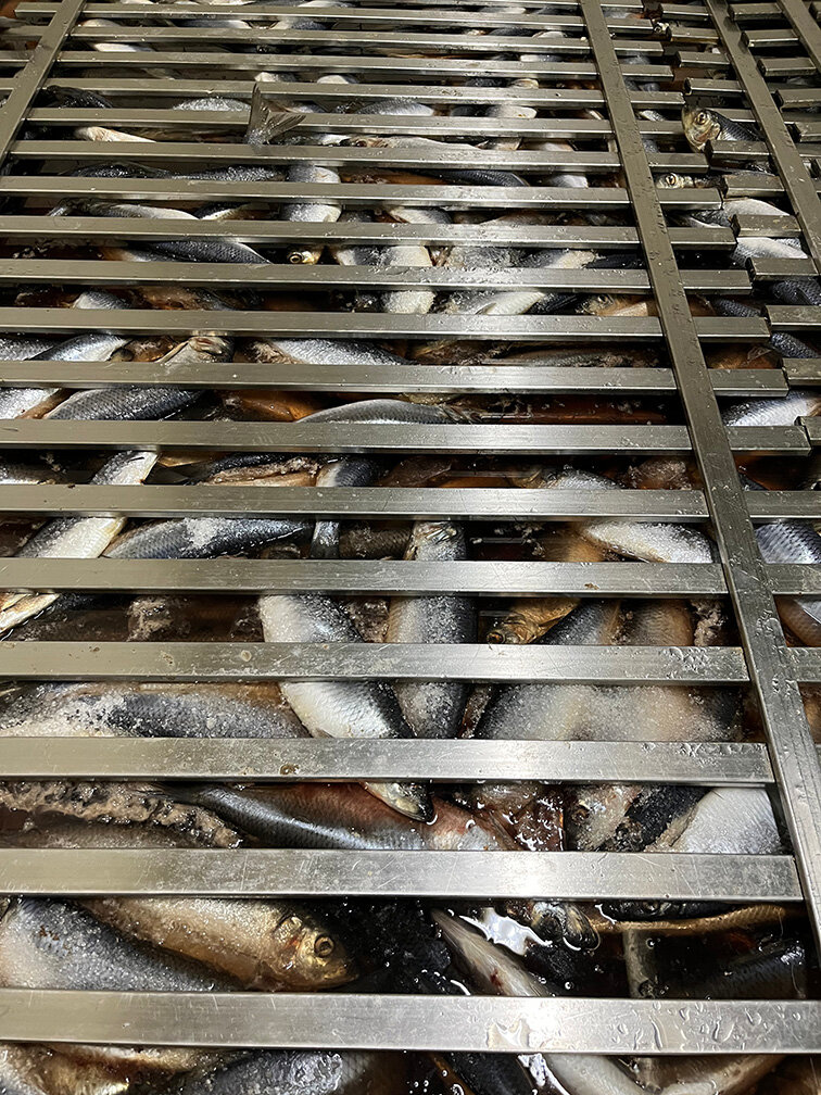 Balık ve deniz ürünleri Балдина Людмила Витальевна, Naberejniye Çelny (Yar Çallı), foto