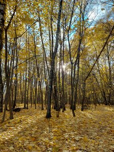Oktyabrskoe Radiopole Forest (Moscow, Oktyabrskoe Radiopole Forest), orman  Moskova'dan