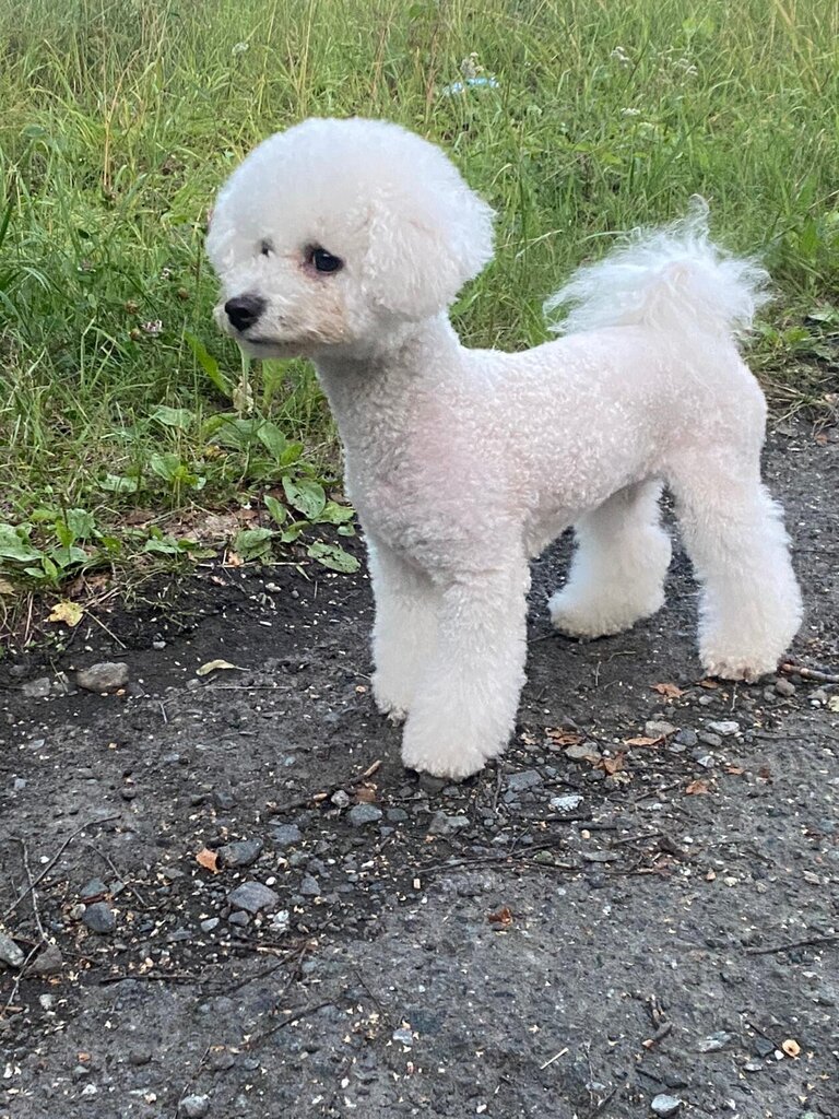 Evcil hayvan kuaförleri Котопес, Kaçkanar, foto