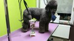 Coupe Idéale Salon de Toilettage (Liège, Braives, Rue Grande, 13), evcil hayvan kuaförleri  Liege İli'nden