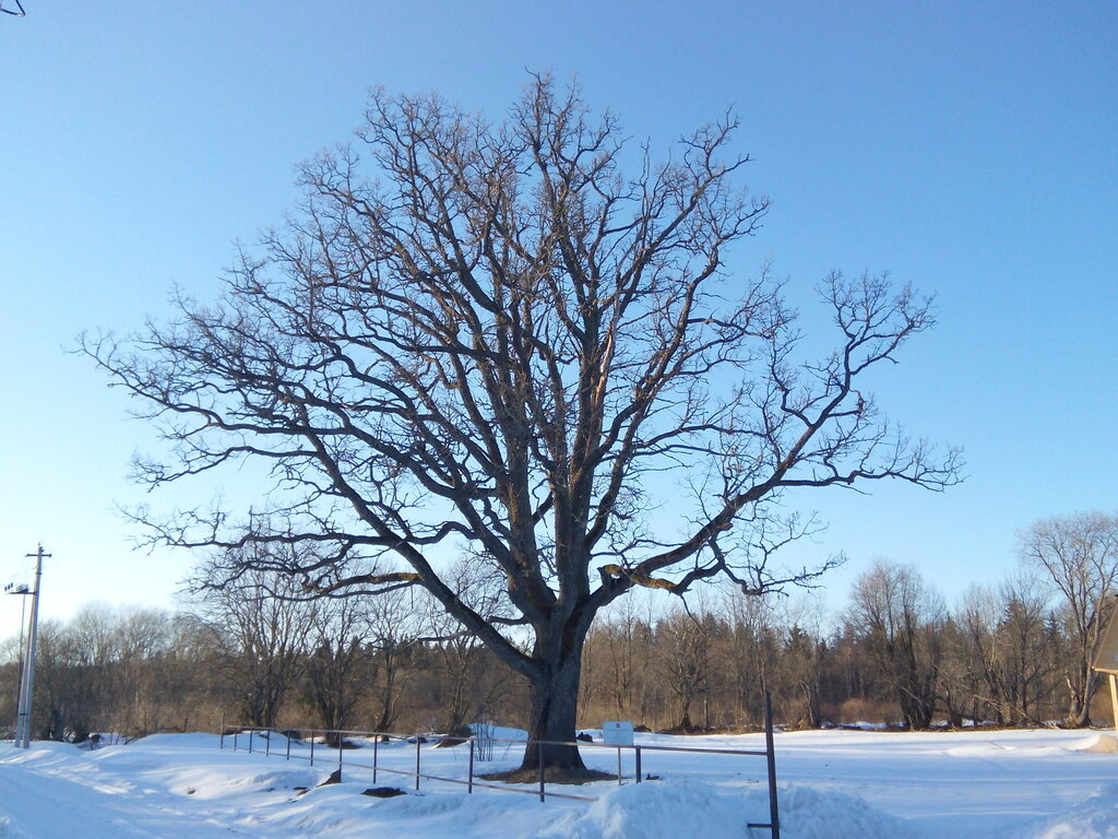Doğa Дуб в усадьбе М.Е. Храповицкого, Saint‑Petersburg ve Leningradskaya oblastı, foto