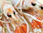 Pescheria Il Gambero (Sicily, Messina, Nizza di Sicilia, Corso Umberto I, 457), balık çiftçiliği ve toptancıları  Marche'den