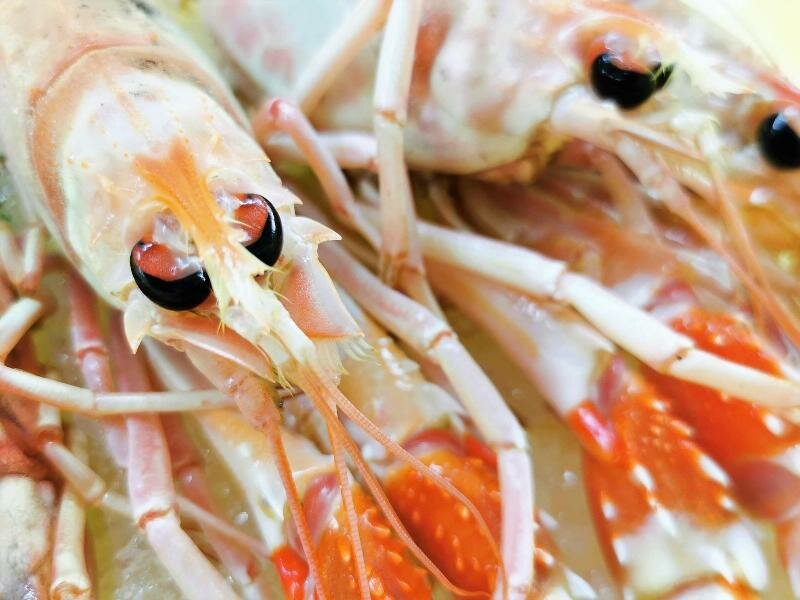 Balık çiftçiliği ve toptancıları Pescheria Il Gambero, Marche, foto