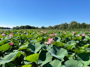 Astrakhan Biosphere Reserve, Central cordon of the Damchik site (Astrakhan Region, Kamyzyakskiy District, poselok Damchik), doğa koruma alanı  Astrahanskaya oblastından