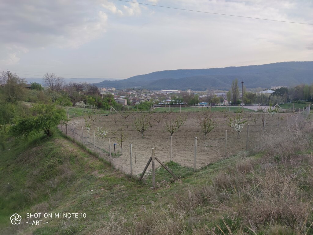 Bahçe Персиковый сад, Kırım Cumhuriyeti, foto