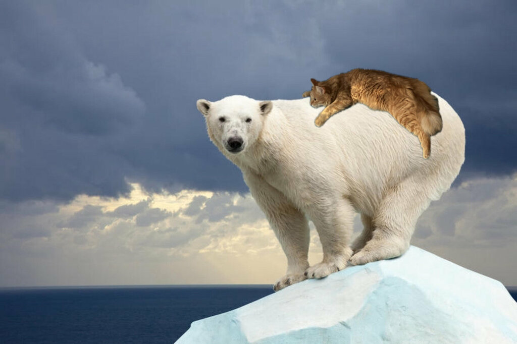 Tarım firmaları Severnyy polyus, Nenets özerk okrugu, foto