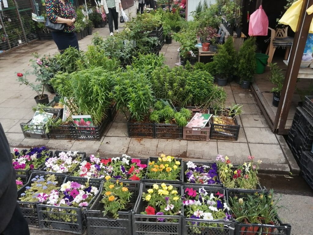 Sera ve bahçe ürünleri Сад у дачи, Kursk, foto